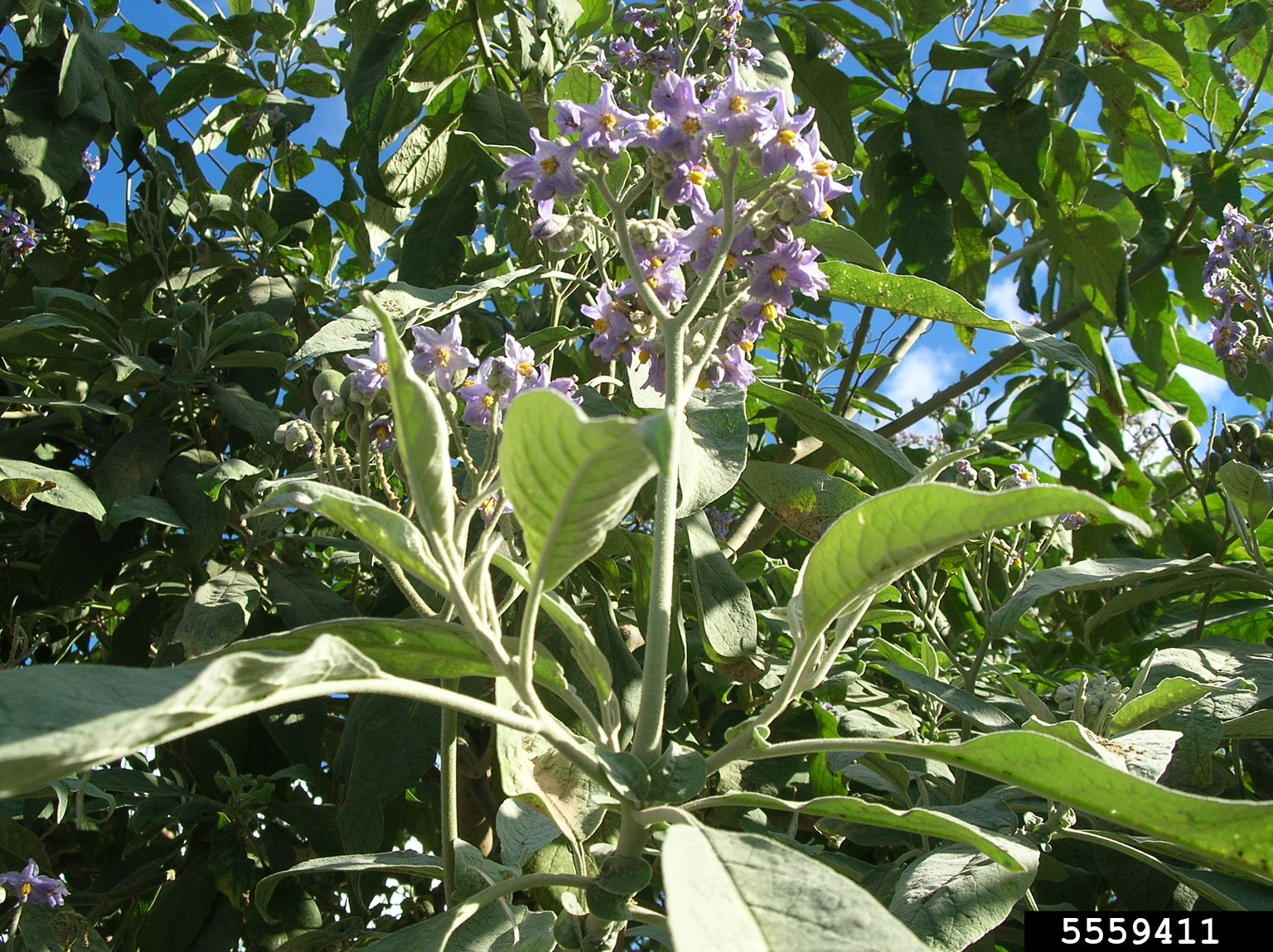 earleaf nightshade (Solanum mauritianum)