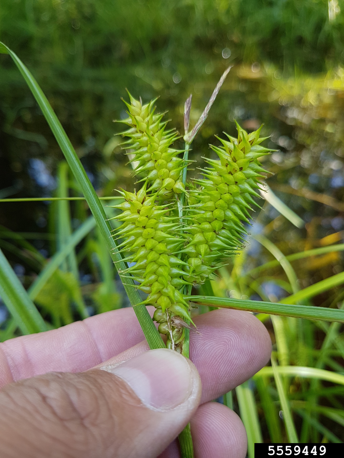 knotsheath sedge (Carex retrorsa)
