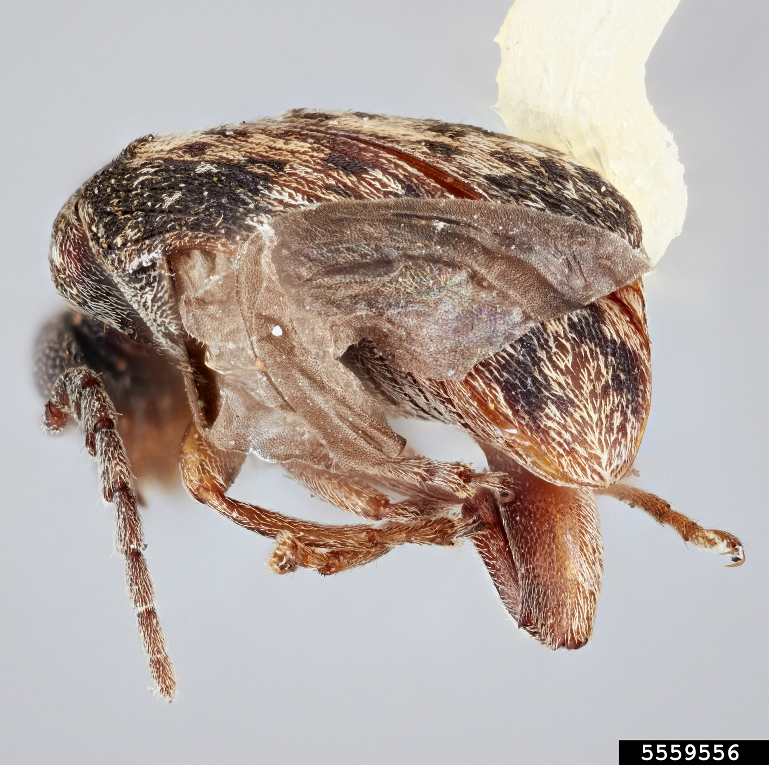 Bean weevil (Acanthoscelides boneti)