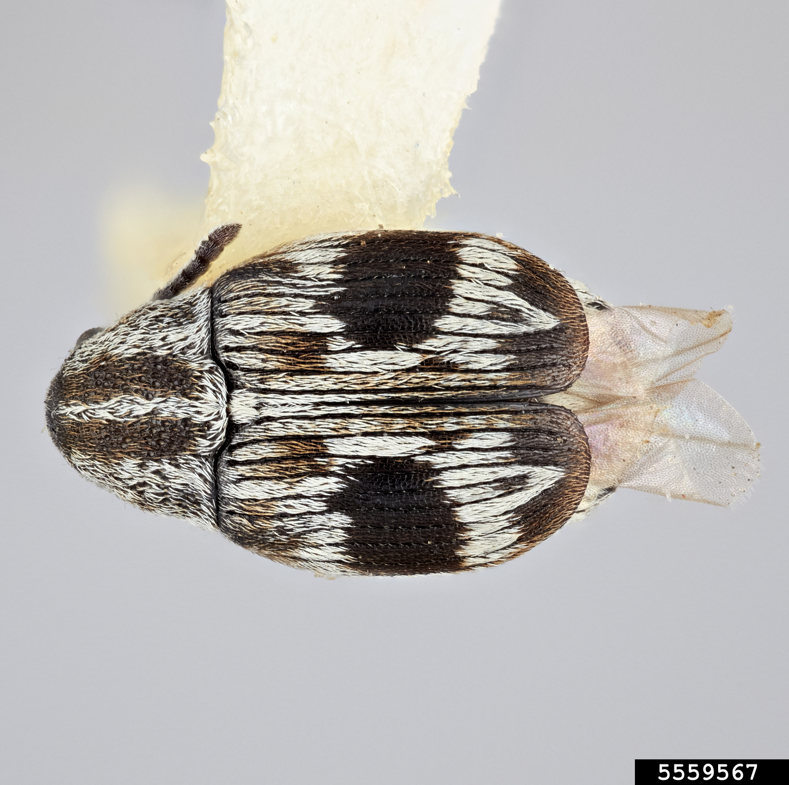 Bean weevil (Acanthoscelides desmodicola)