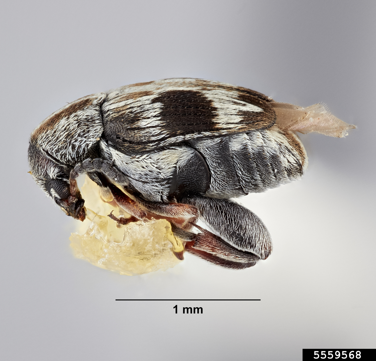Bean weevil (Acanthoscelides desmodicola Johnson, 1983)