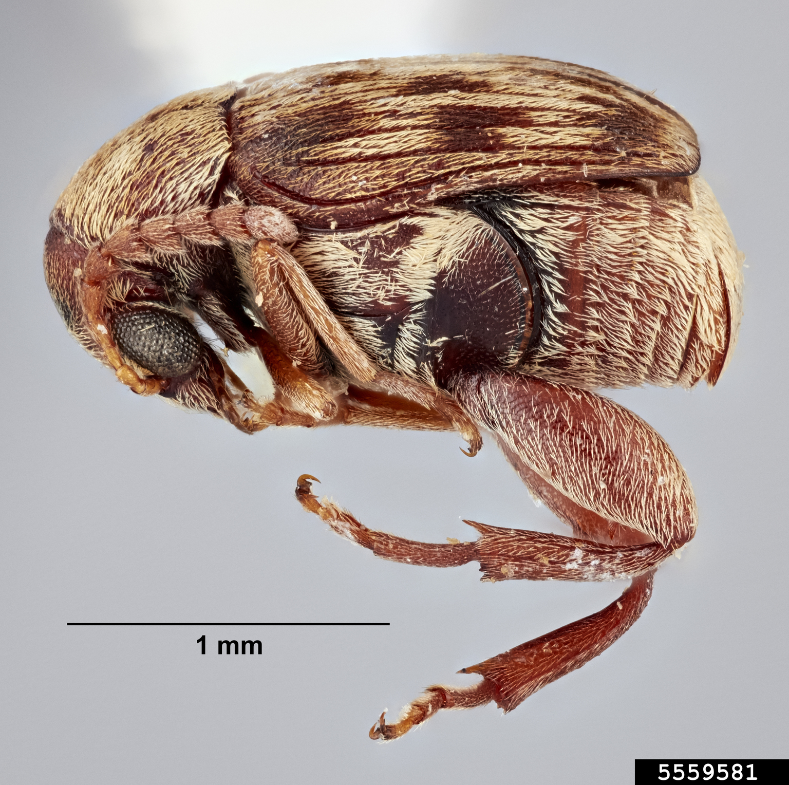 Bean weevil (Acanthoscelides leisneri Johnson, 1983)