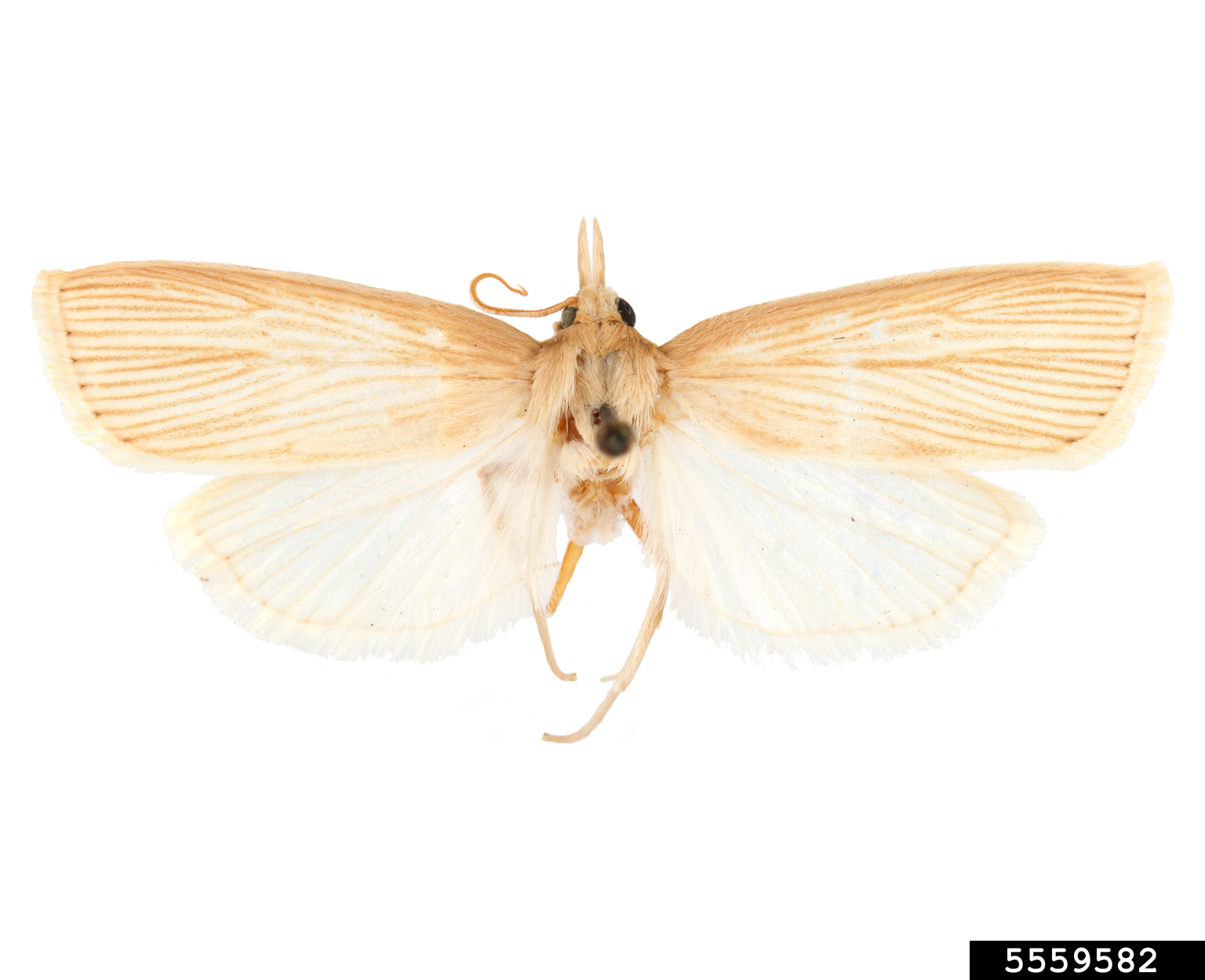 neotropical corn stalk borer (Diatraea lineolata)