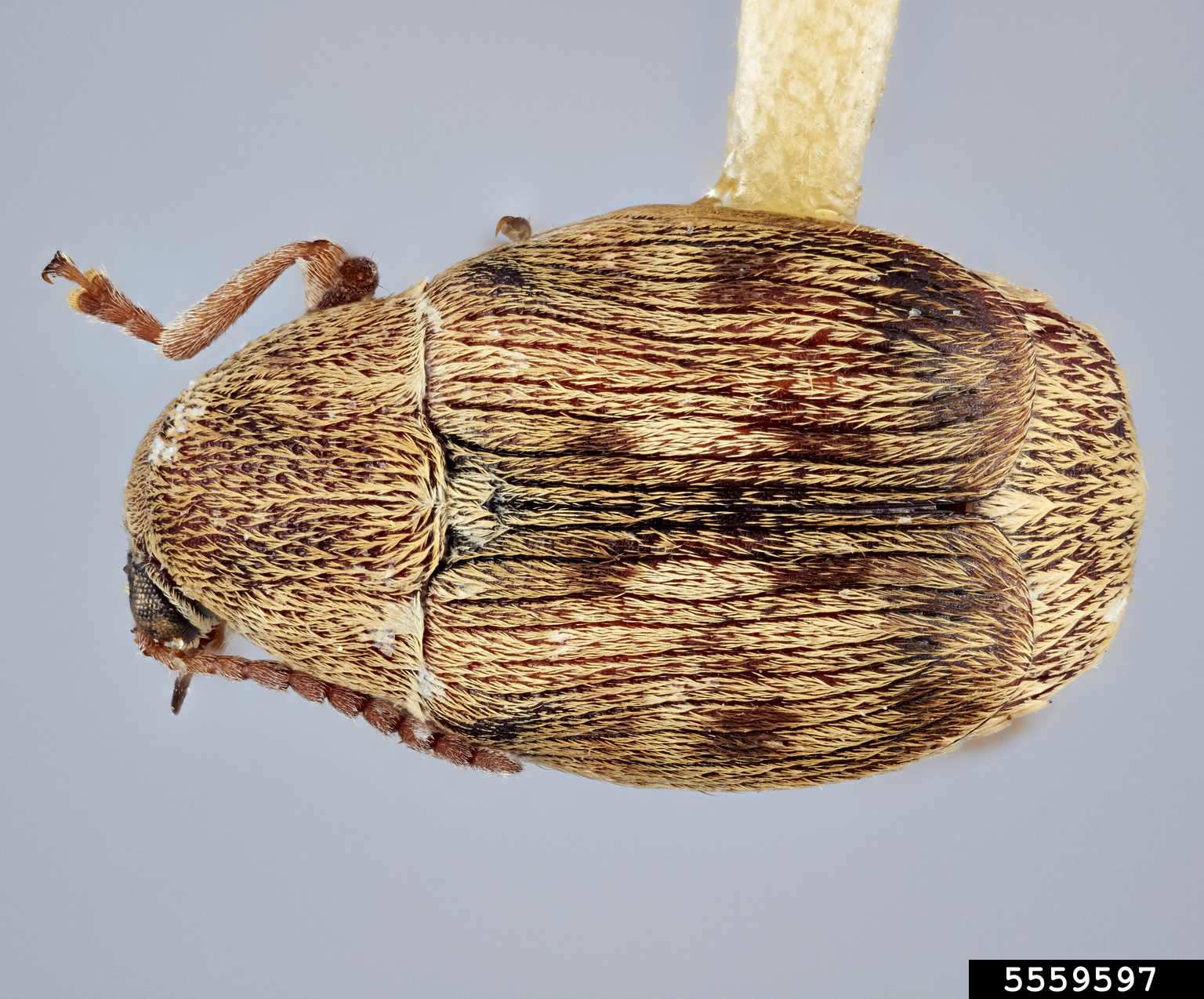 Bean weevil (Acanthoscelides obreptus)