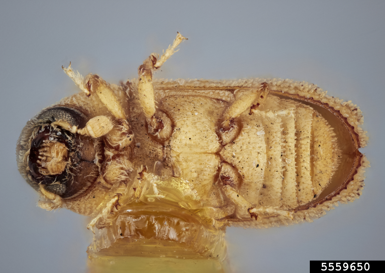 Crenulate bark beetle (Carphoborus rossicus (Semenov))