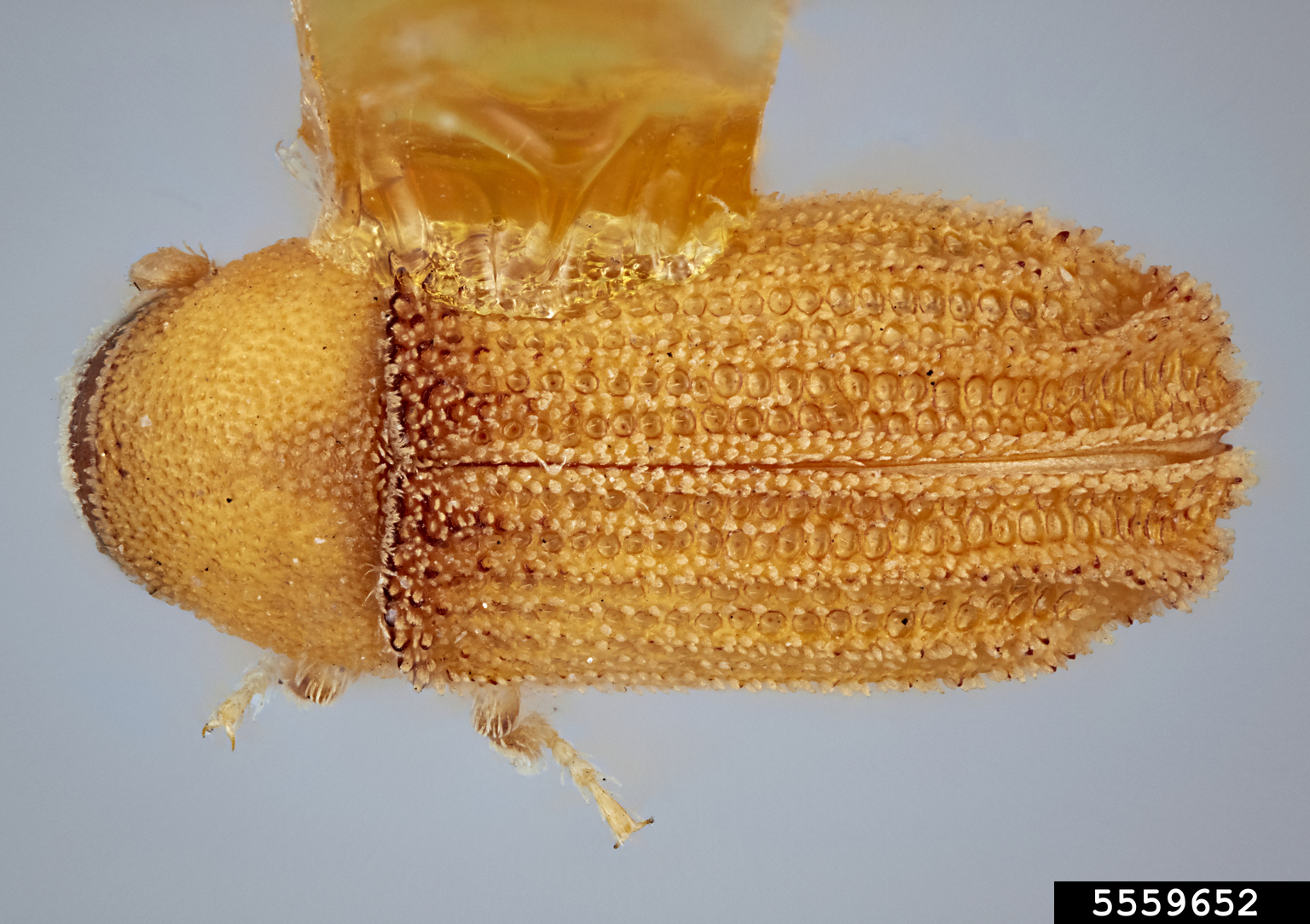 Crenulate bark beetle (Carphoborus rossicus (Semenov))