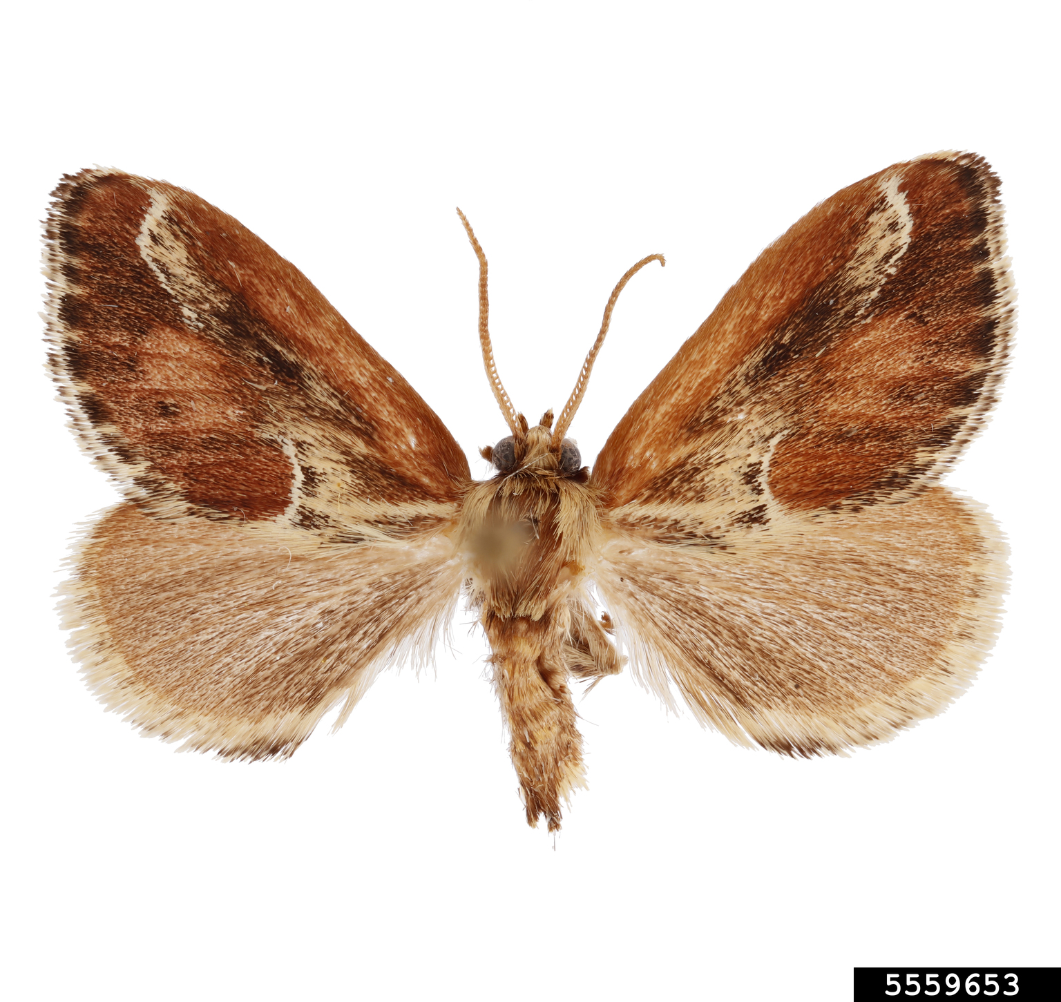 Purple-crested Slug Moth (Adoneta spinuloides)
