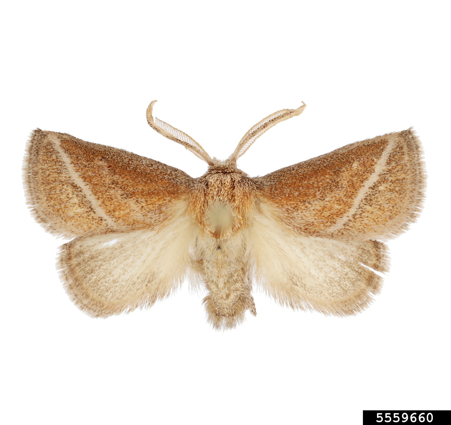 nettle caterpillar (Darna pallivitta (Moore))