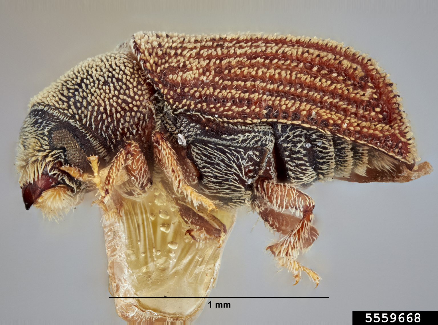 Crenulate bark beetle (Carphoborus rossicus (Semenov))