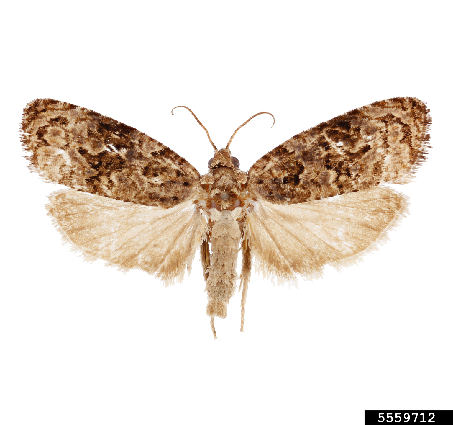 verbena bud moth (Endothenia hebesana (Walker))