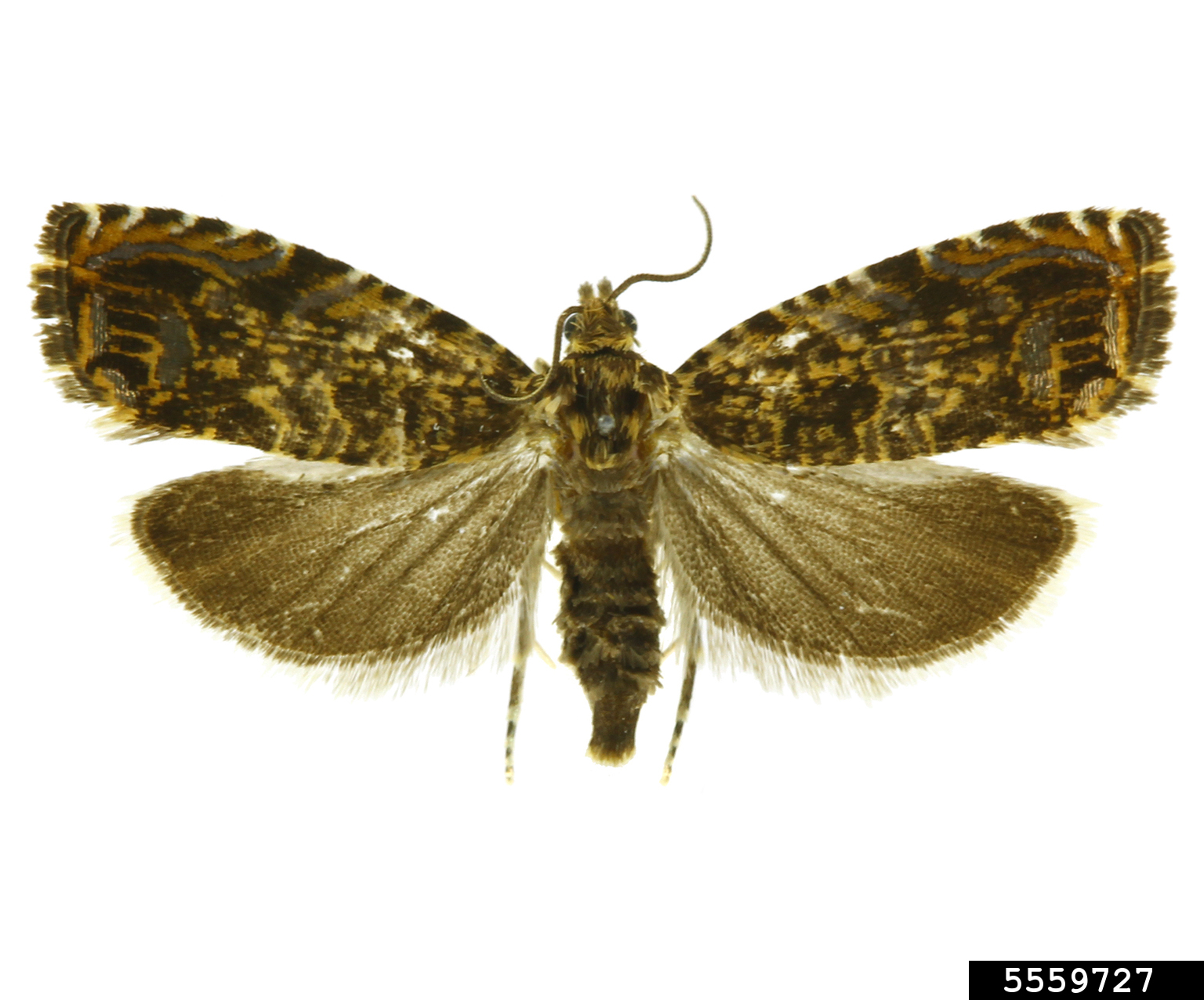 cherry bark tortix (Enarmonia formosana)