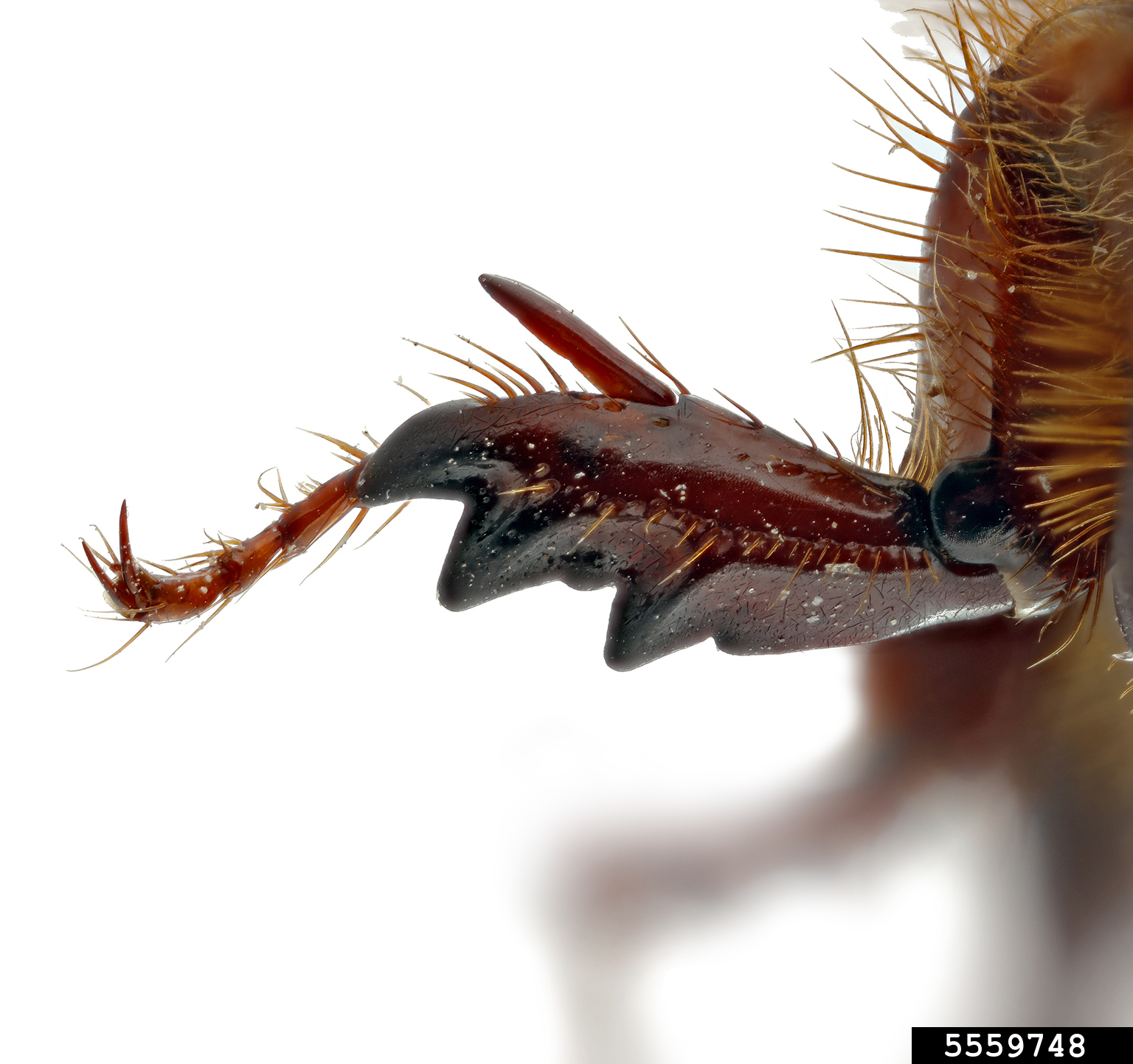 African black beetle (Heteronychus arator)