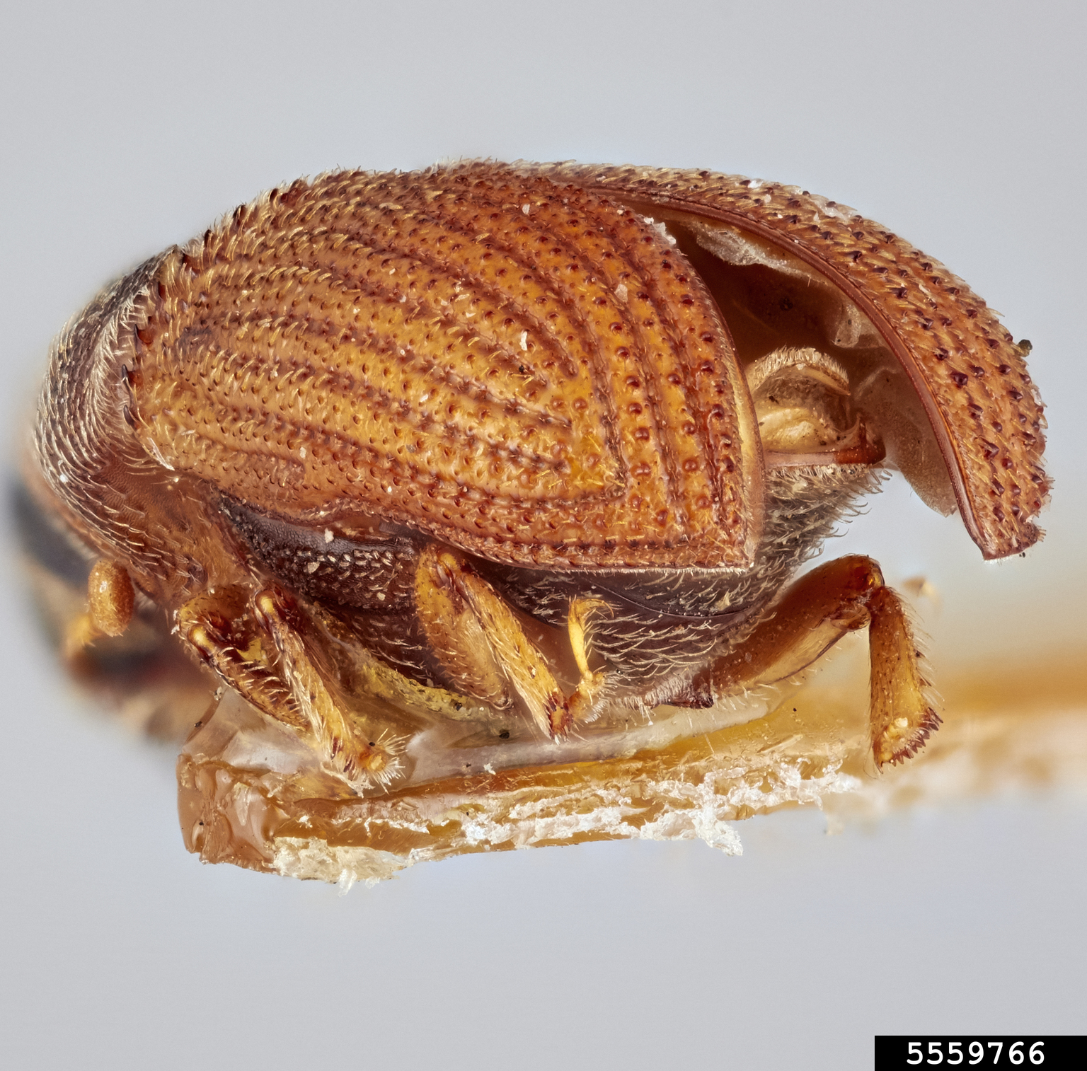 bark beetle (Phloeosinus taxodii)