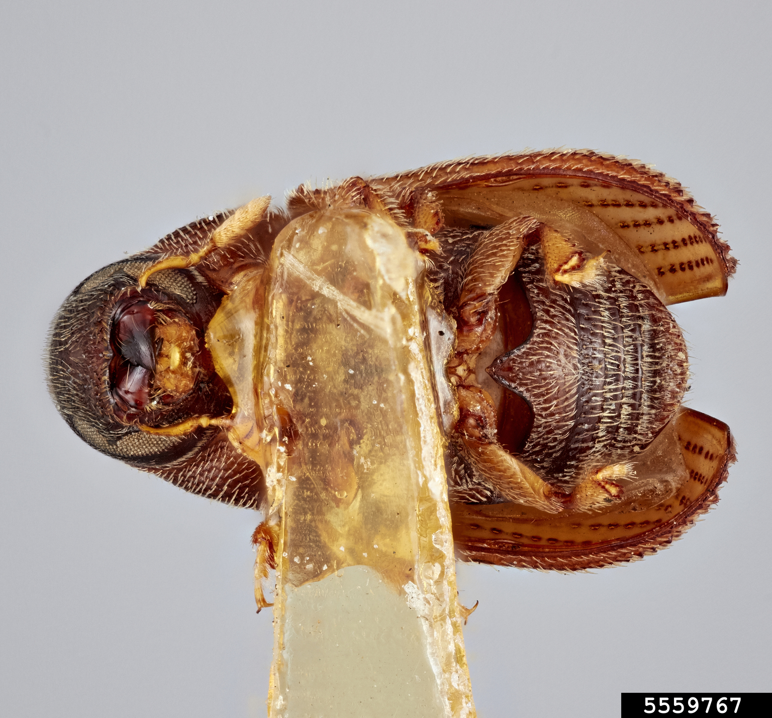 bark beetle (Phloeosinus taxodii)