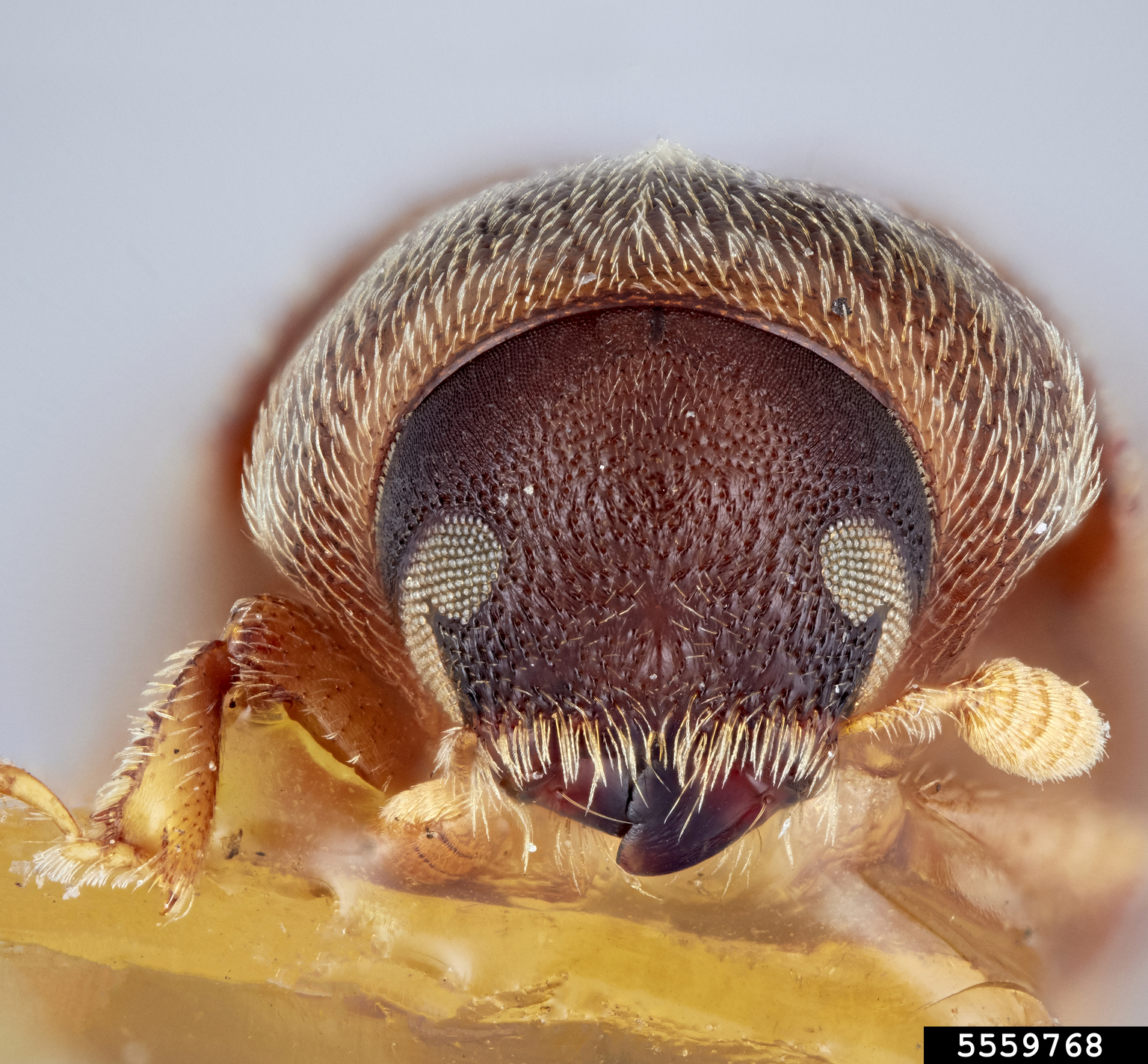 bark beetle (Phloeosinus taxodii)