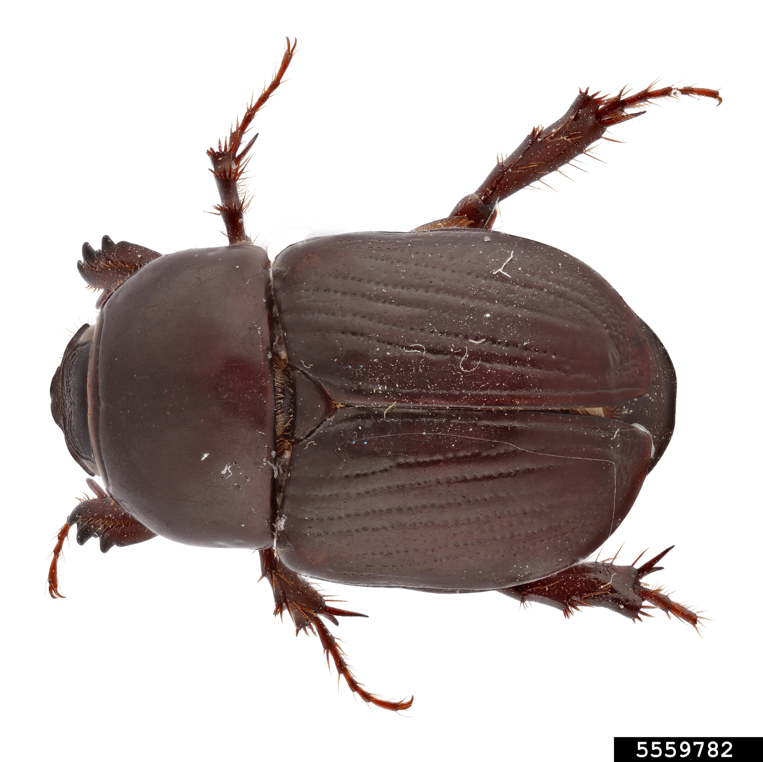 African black beetle (Heteronychus arator)