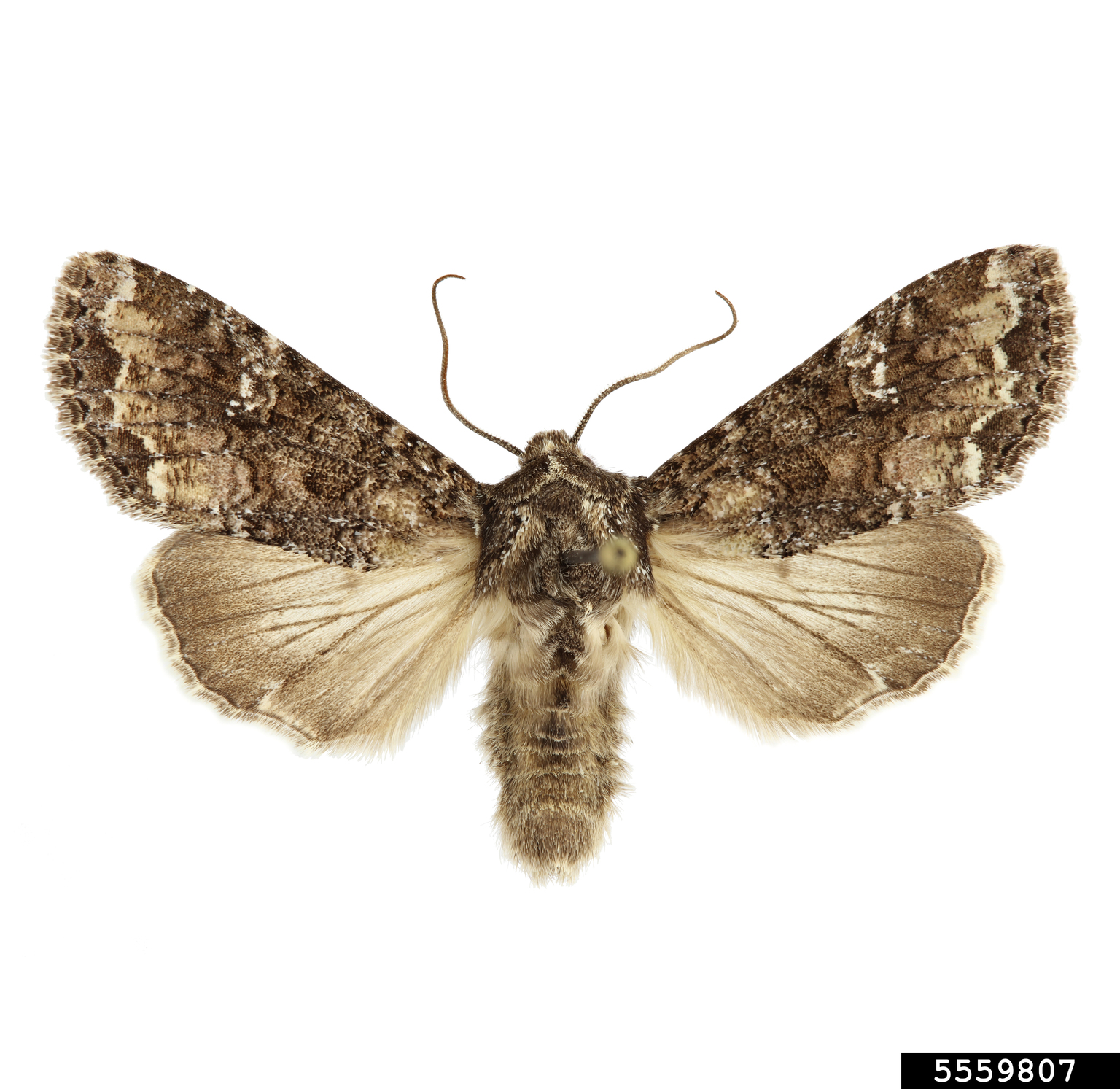scripted arches moth (Mamestra curialis (Smith))