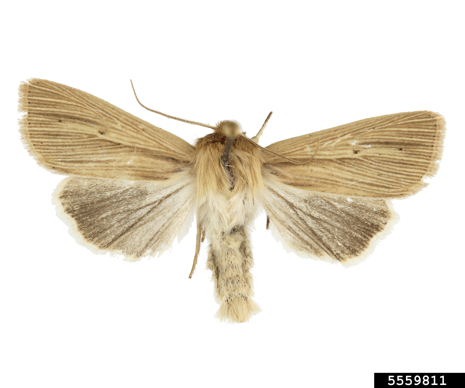 lesser wainscot moth (Mythimna oxygala (Grote))