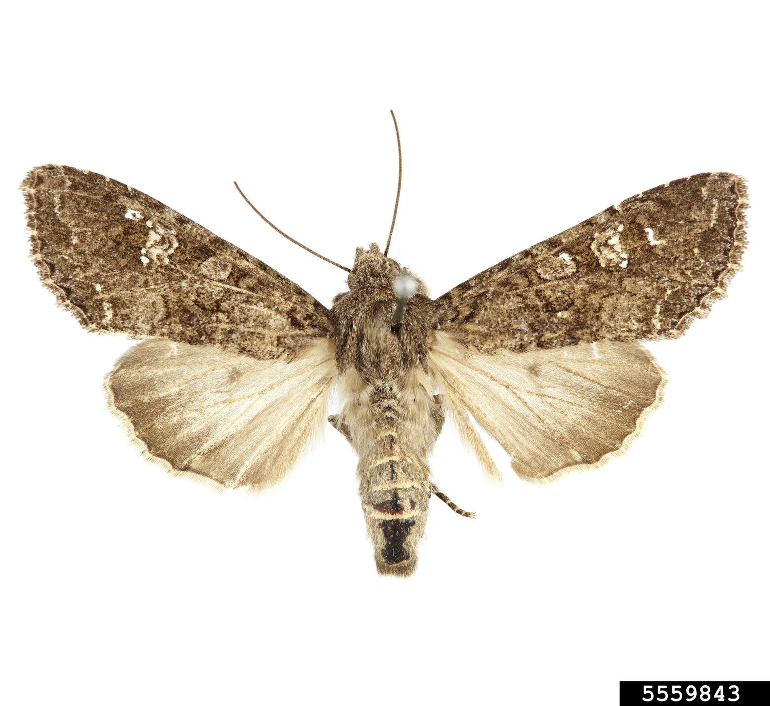cabbage moth (Mamestra brassicae (Linnaeus))