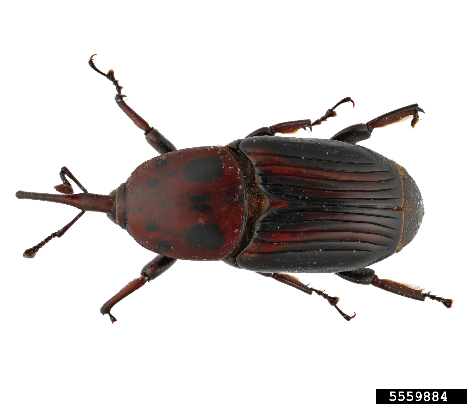 red palm weevil (Rhynchophorus ferrugineus (Olivier, 1790))