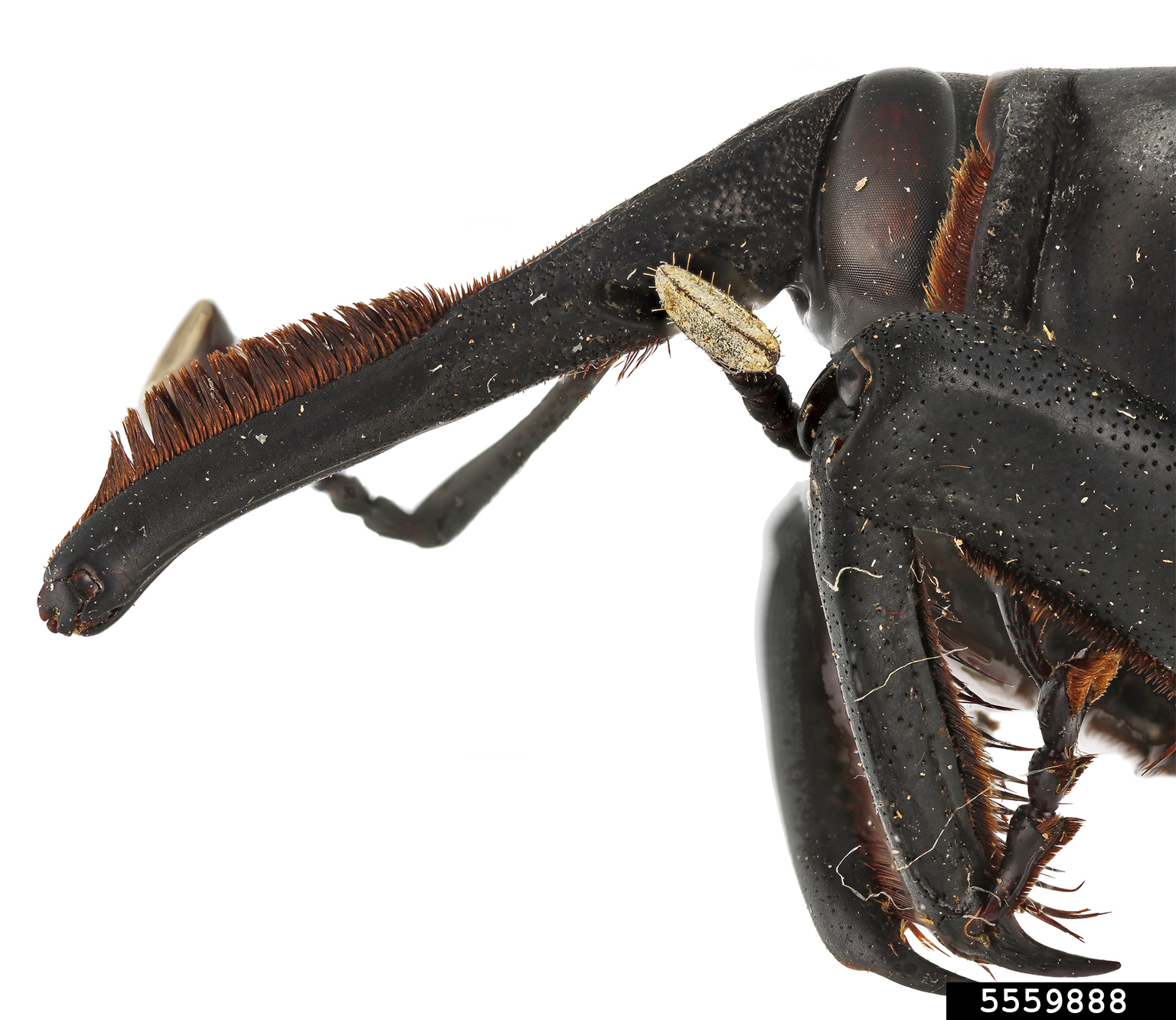 American palm weevil (Rhynchophorus palmarum (Linnaeus, 1758))