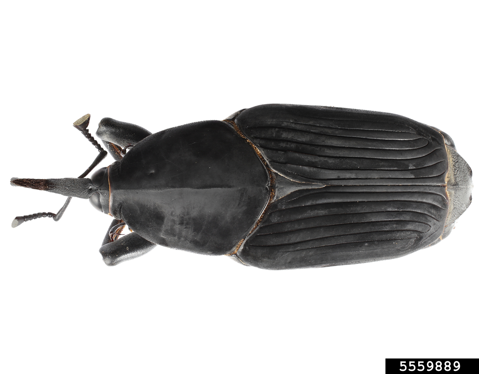 American palm weevil (Rhynchophorus palmarum (Linnaeus, 1758))