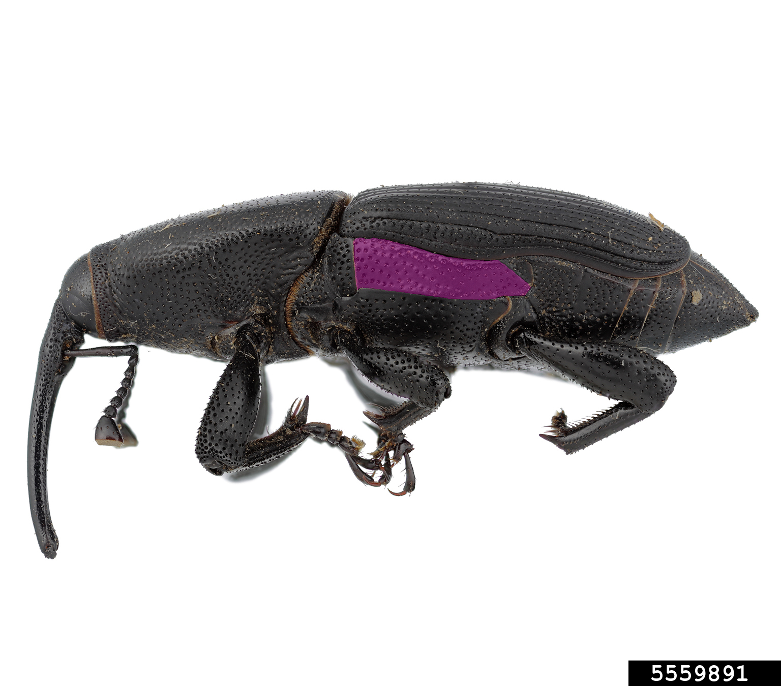 weevil (Genus Scyphophorus)