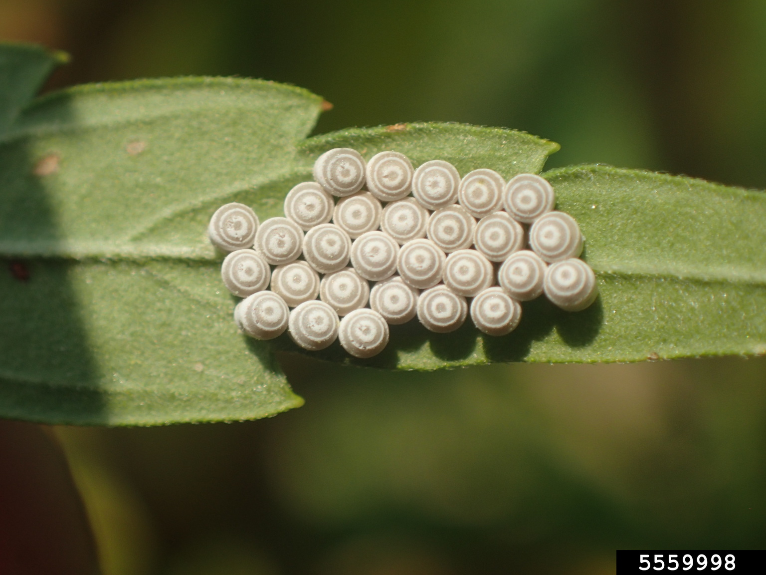 conchuela (Chlorochroa ligata)