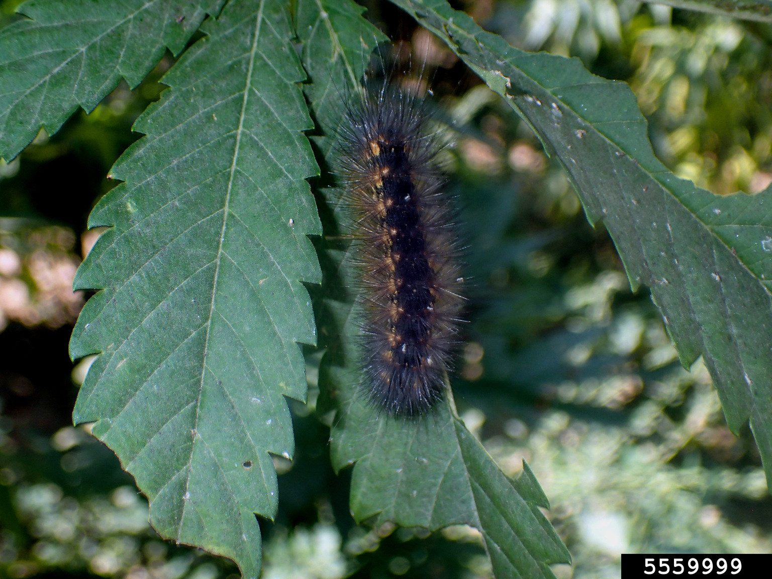 saltmarsh caterpillar (Estigmene acrea (Drury, 1773))