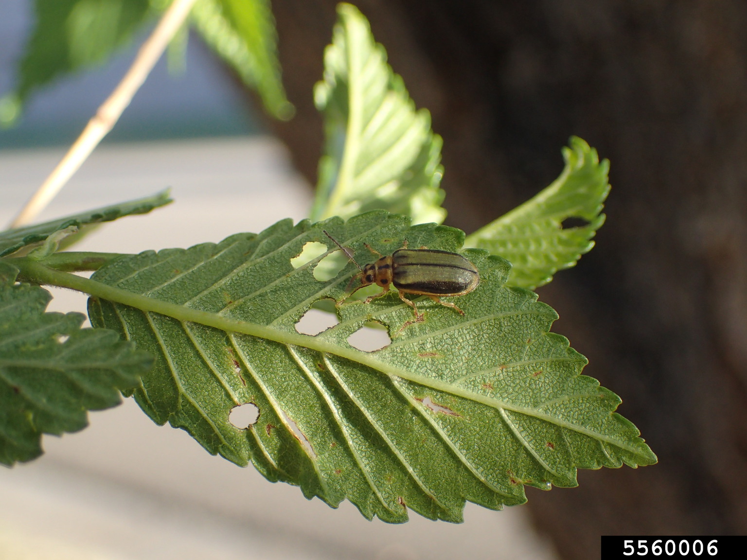 elm leaf beetle (Xanthogaleruca luteola (Müller, 1766))