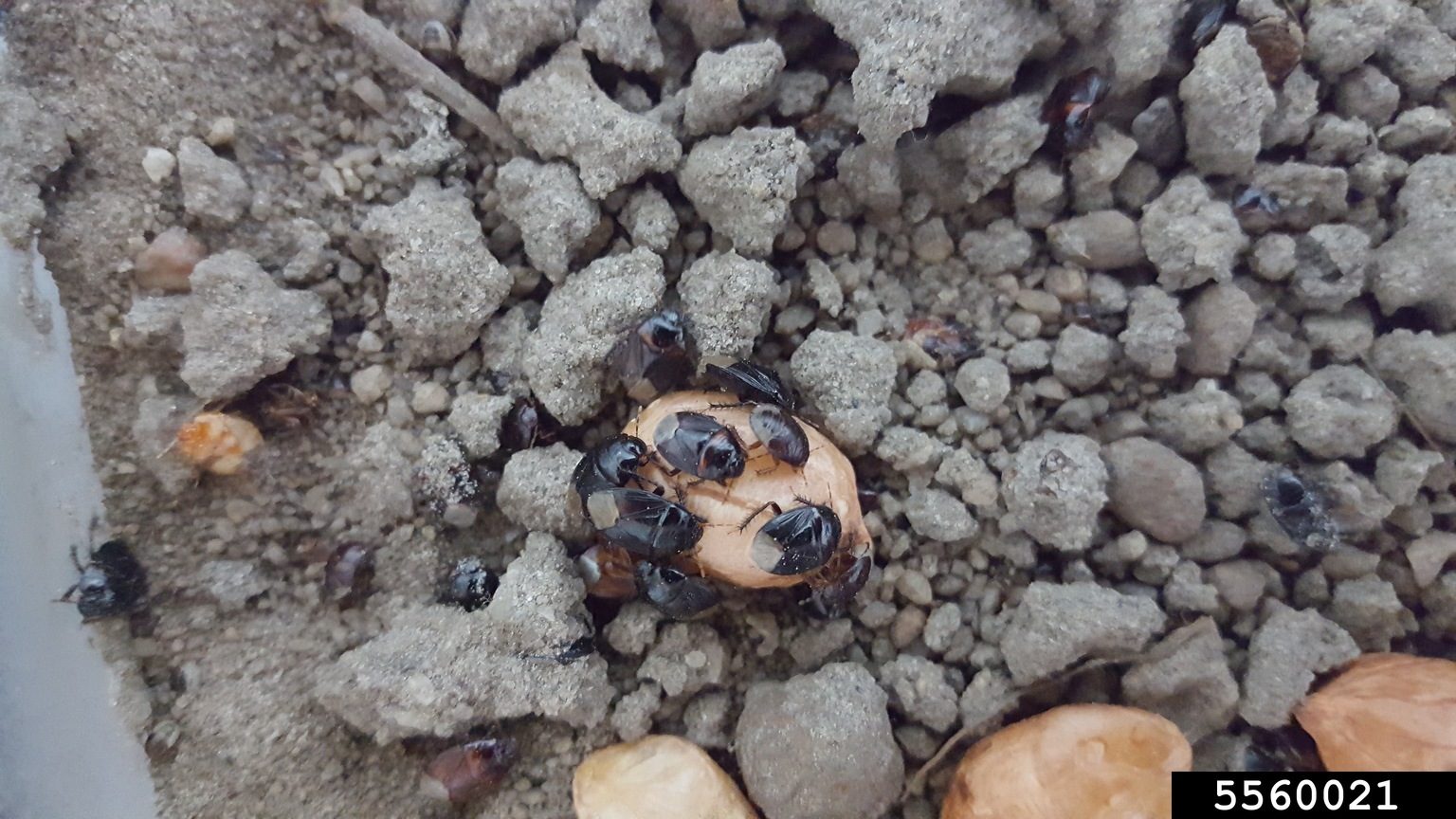 burrower bug (Pangaeus bilineatus Say, 1825)