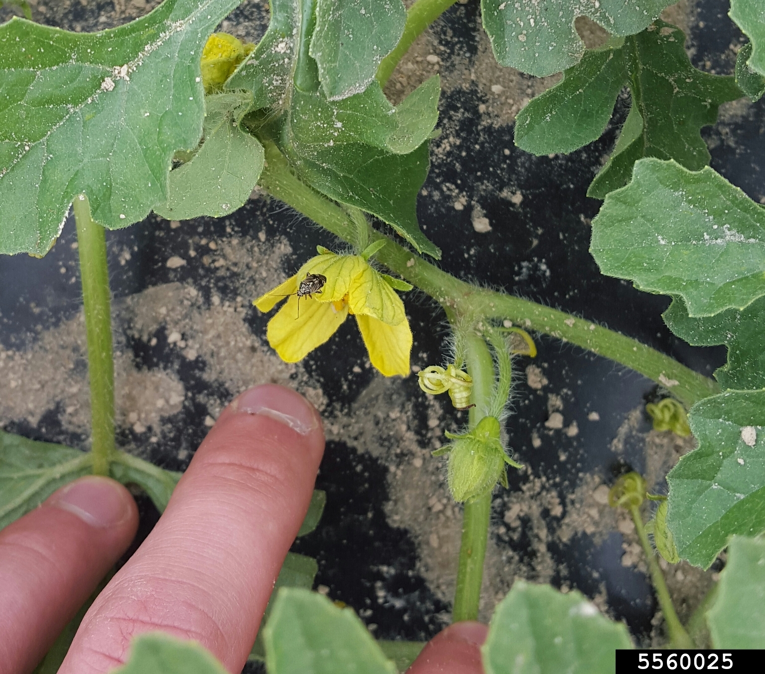 tarnished plant bug (Lygus lineolaris (Palisot))