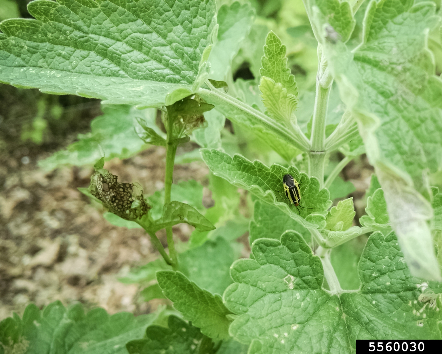 fourlined plant bug (Poecilocapsus lineatus)