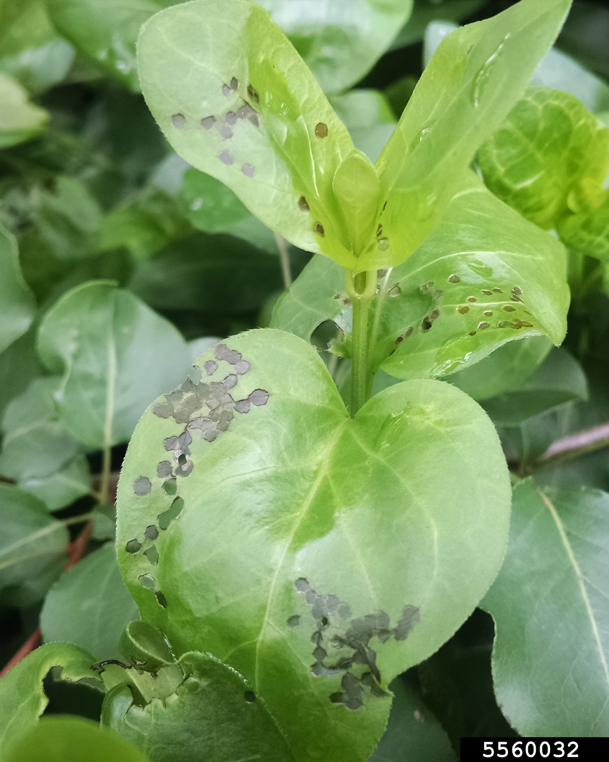 fourlined plant bug (Poecilocapsus lineatus (Fabricius))
