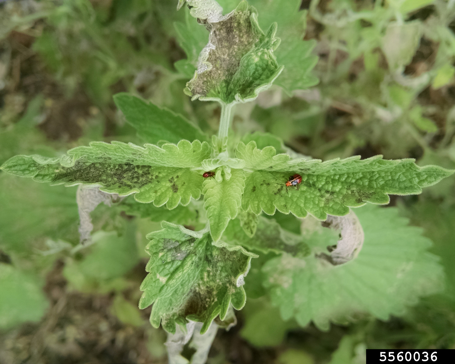 fourlined plant bug (Poecilocapsus lineatus)