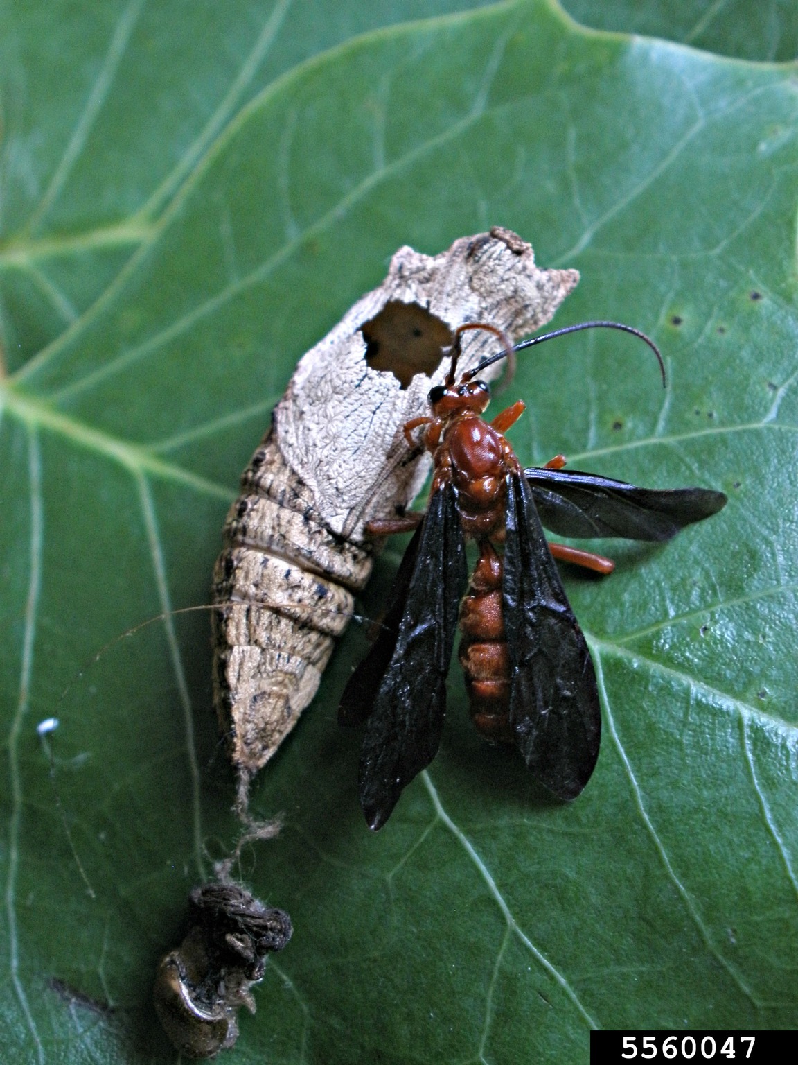 Ichneumonid wasp (Trogus pennator)