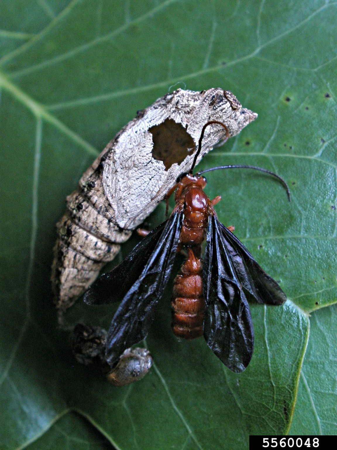 Ichneumonid wasp (Trogus pennator ) on eastern tiger swallowtail ...