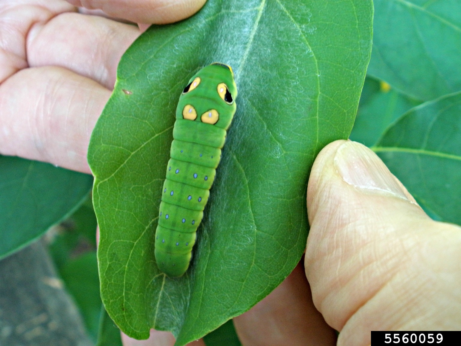 spicebush swallowtail (Papilio troilus Linnaeus)