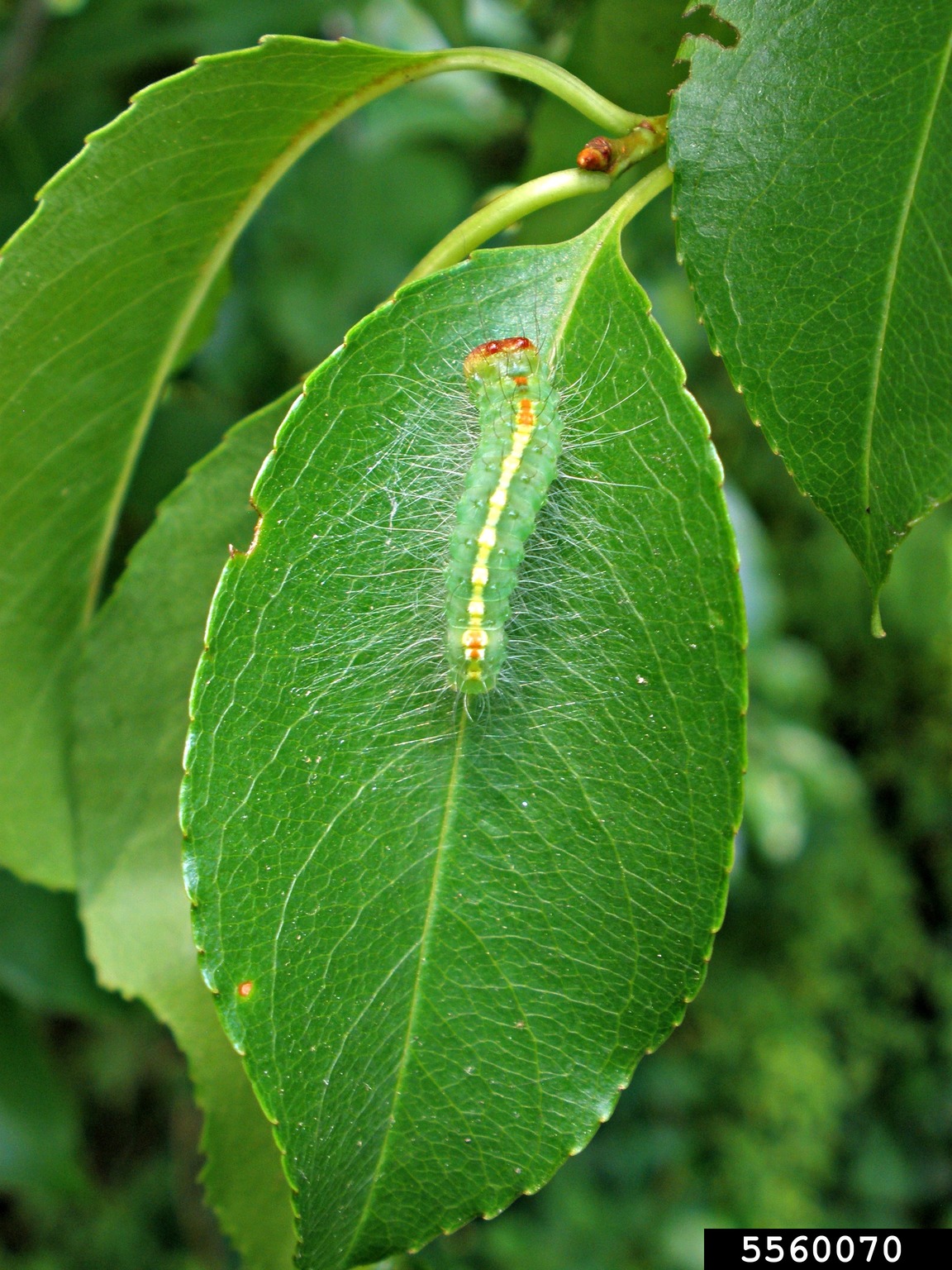 speared dagger moth (Acronicta hasta)