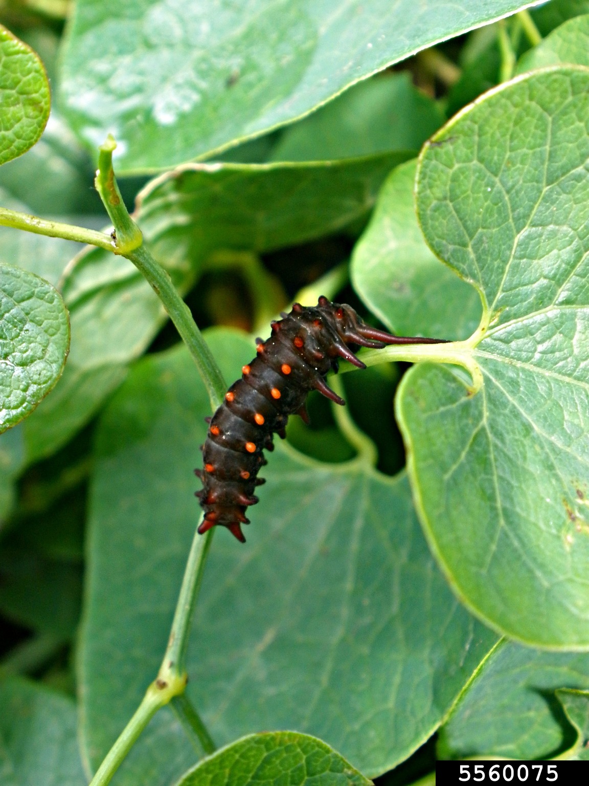 pipevine swallowtail (Battus philenor (Linnaeus))