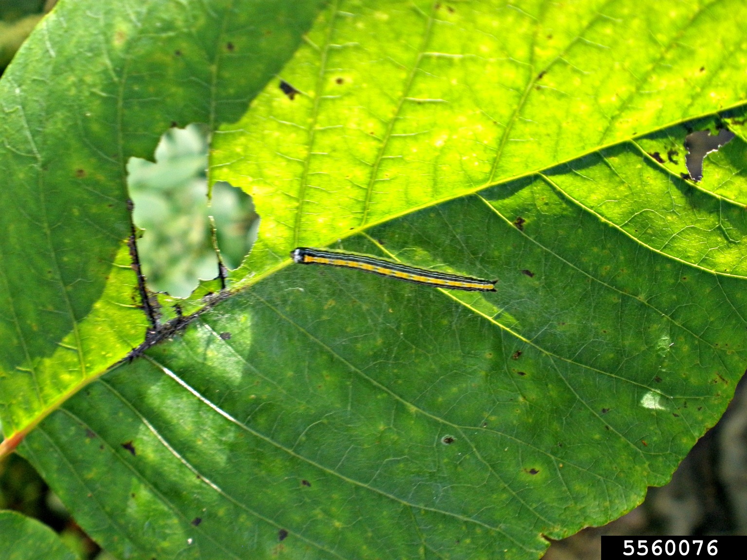 dimorphic macalla (Epipaschia superatalis)