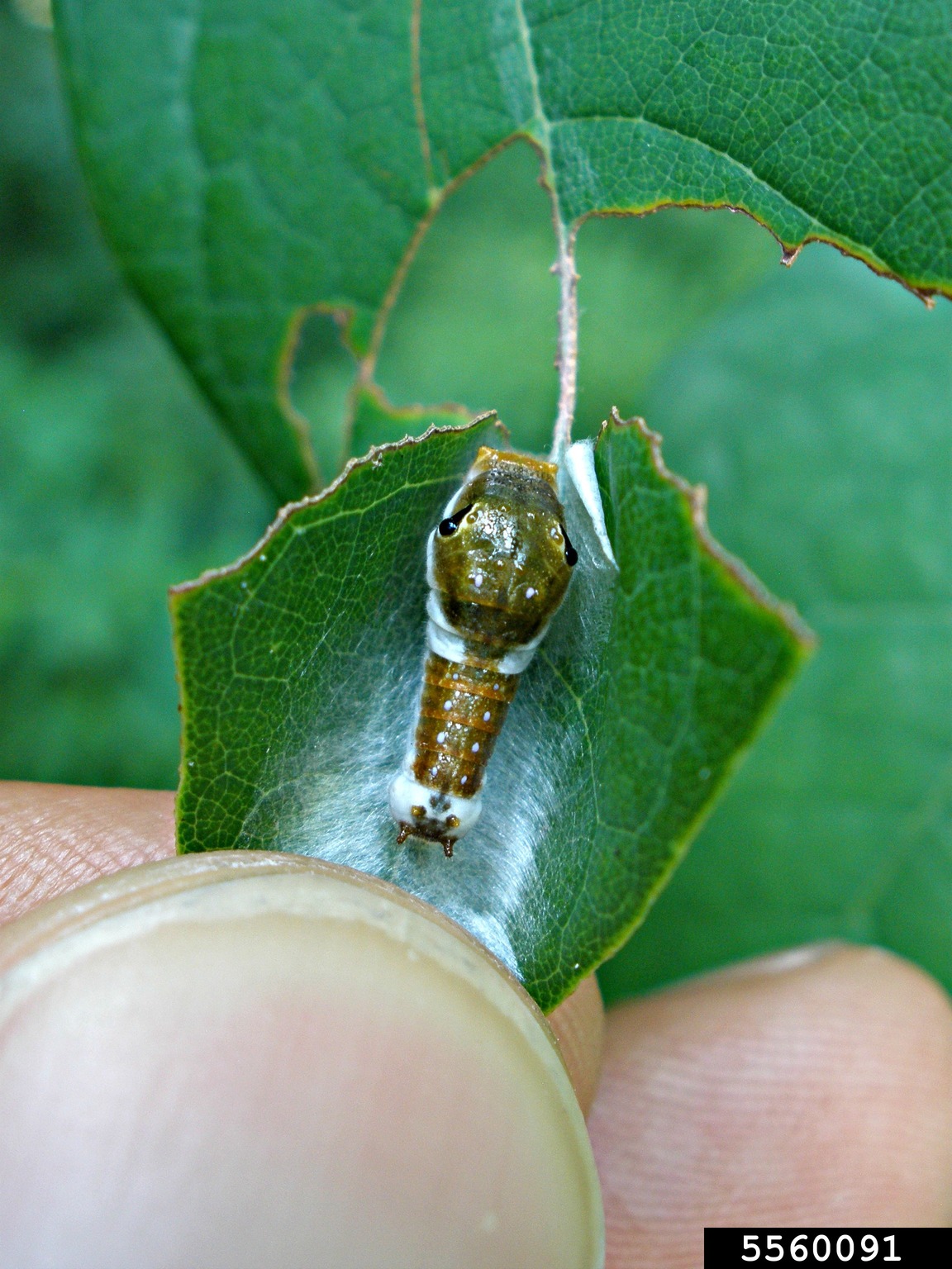spicebush swallowtail (Papilio troilus ) on northern spicebush (Lindera ...
