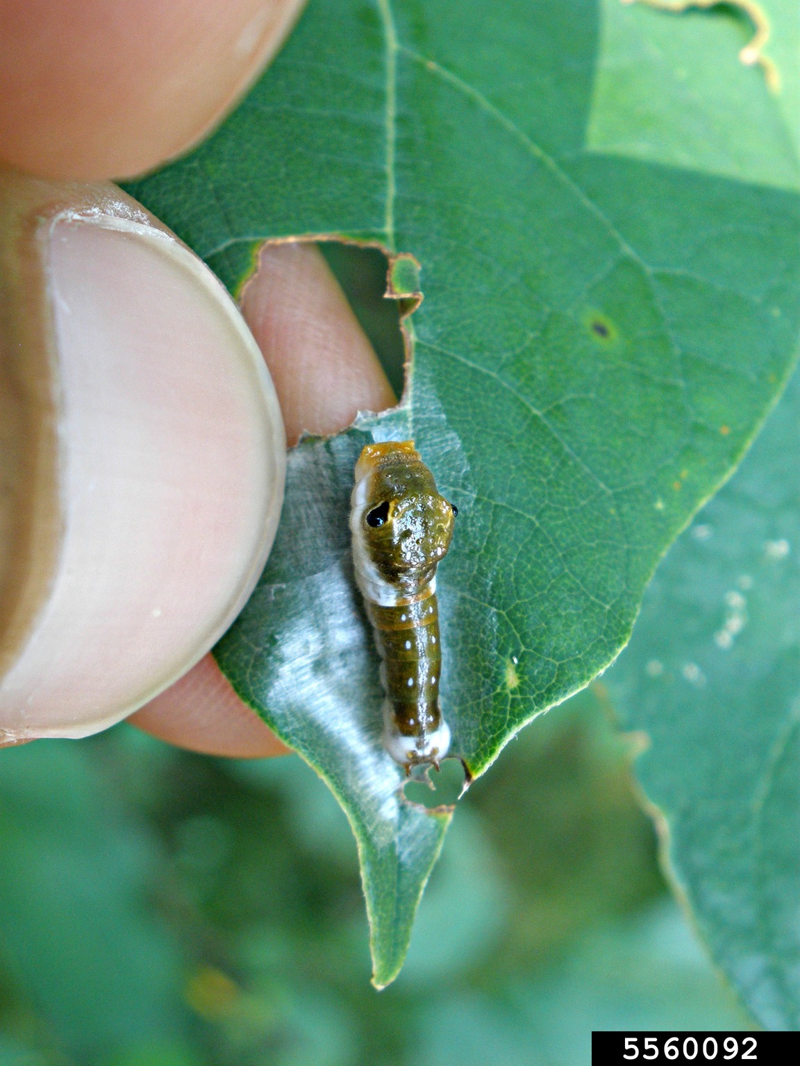 spicebush swallowtail (Papilio troilus)