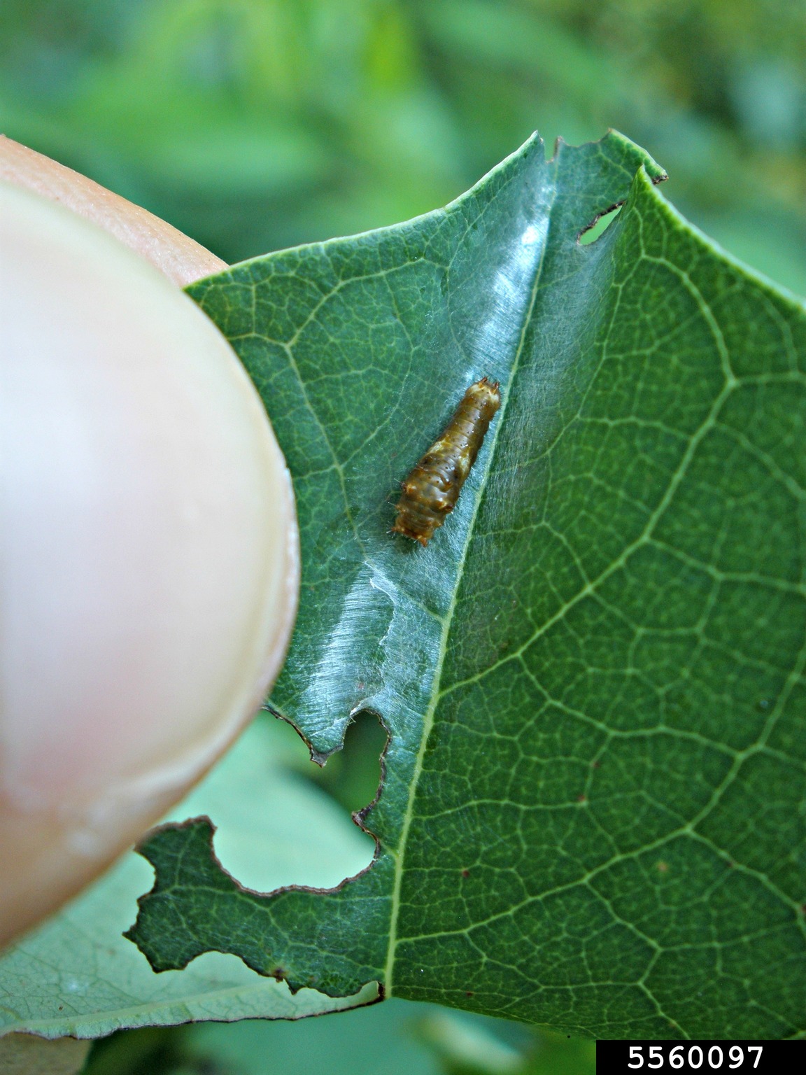 spicebush swallowtail (Papilio troilus)