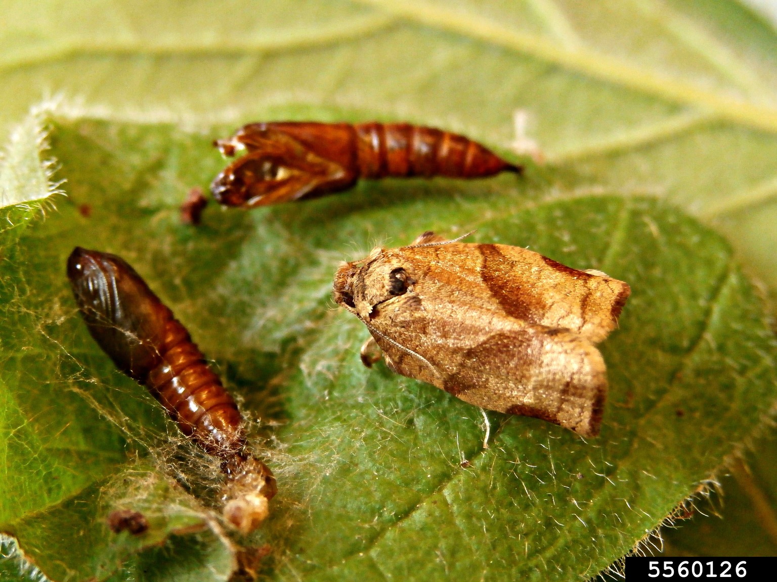 obliquebanded leafroller (Choristoneura rosaceana)
