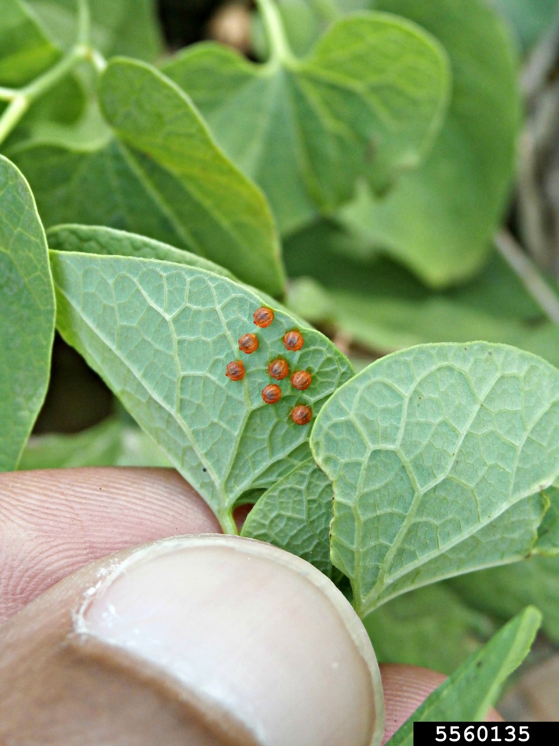 pipevine swallowtail (Battus philenor (Linnaeus))
