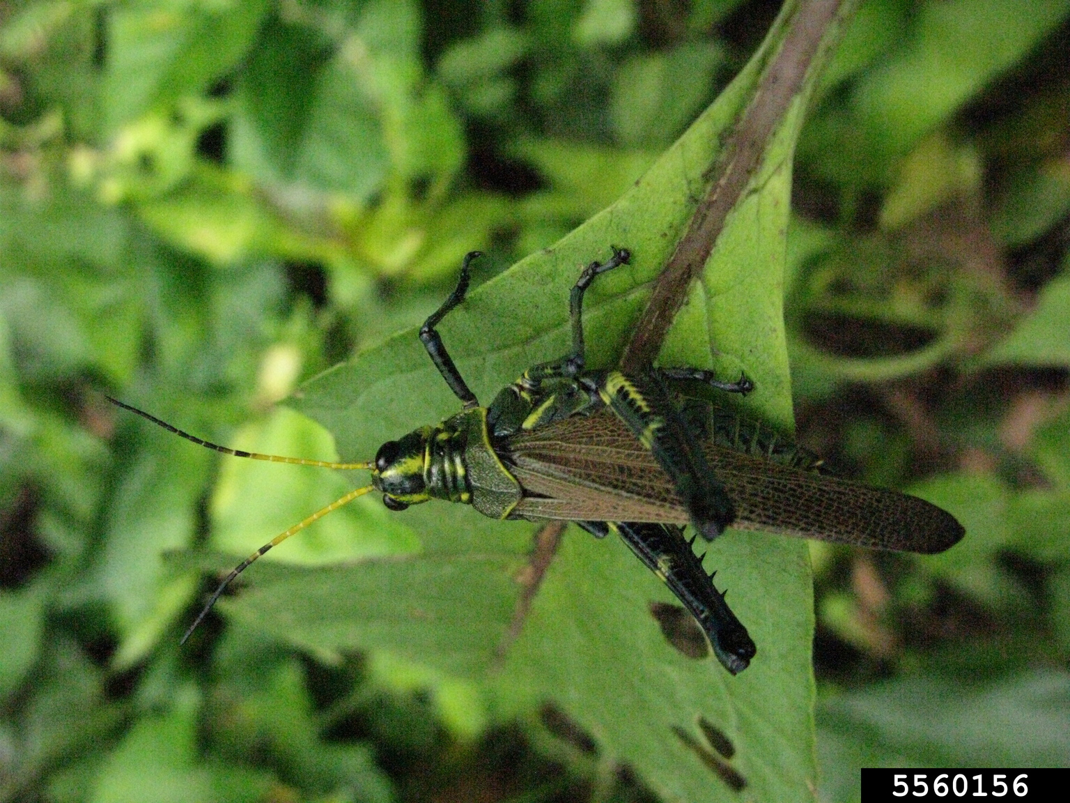grasshopper (Genus Chromacris (Serville, 1838))