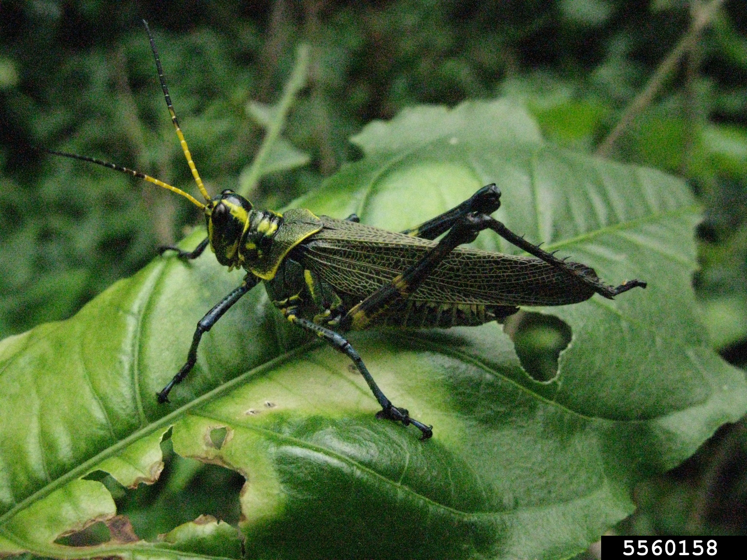 grasshopper (Genus Chromacris (Serville, 1838))