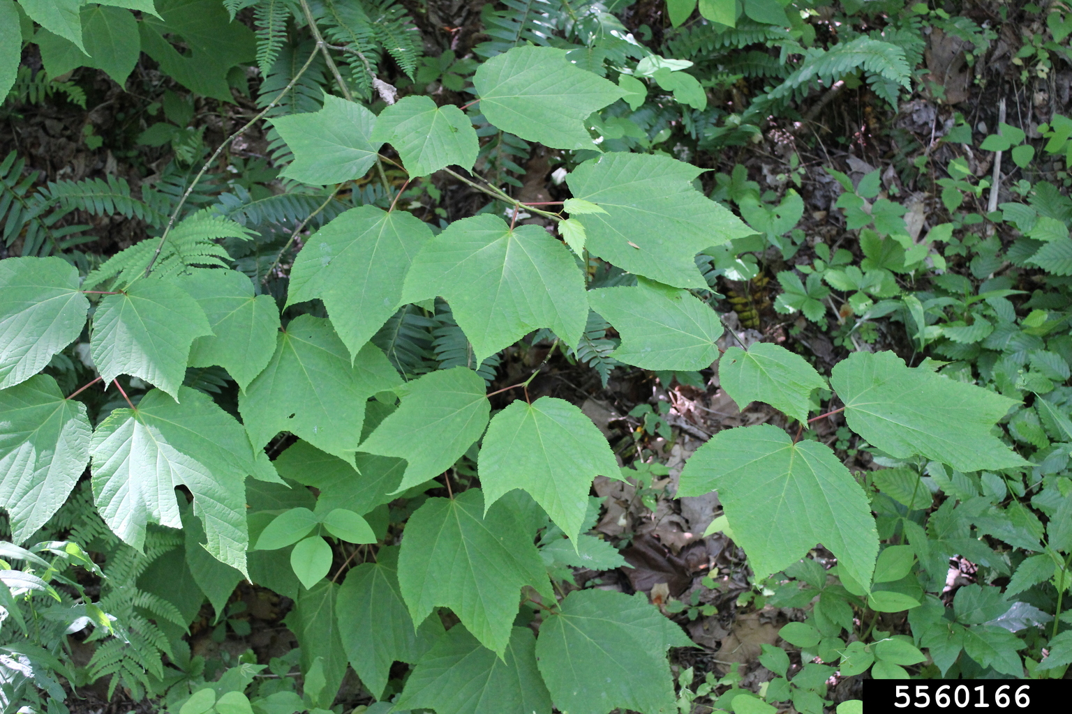 striped maple (Acer pensylvanicum)