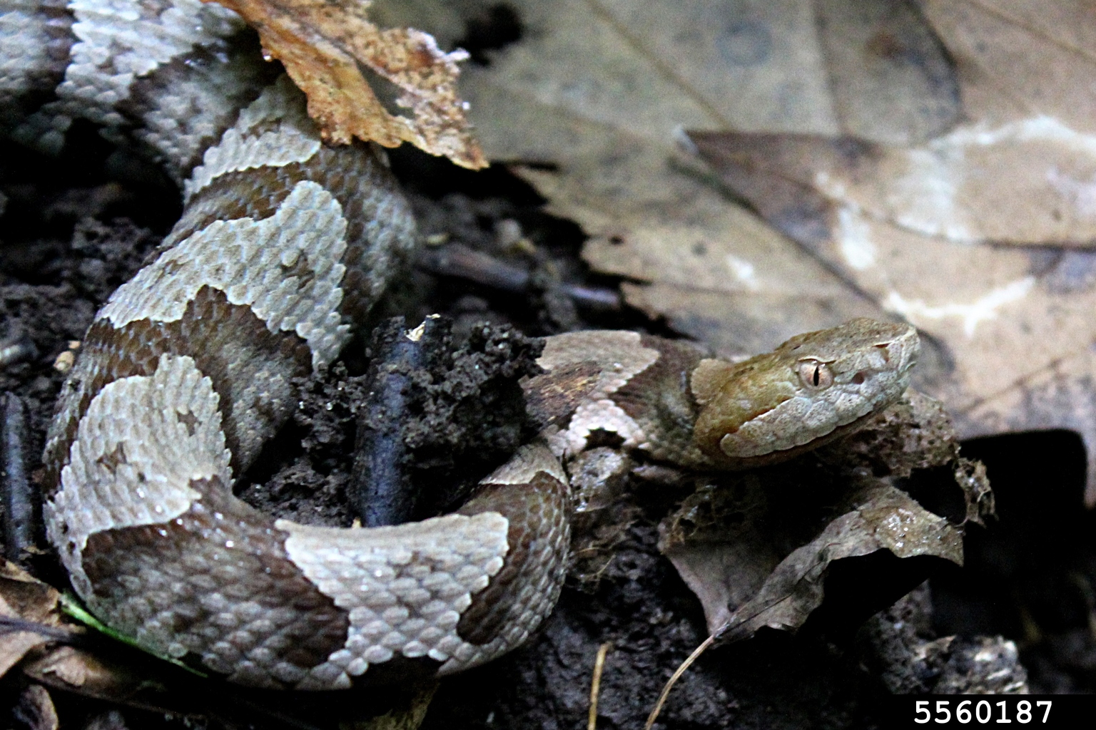 copperhead (Agkistrodon contortrix Linnaeus, 1766)